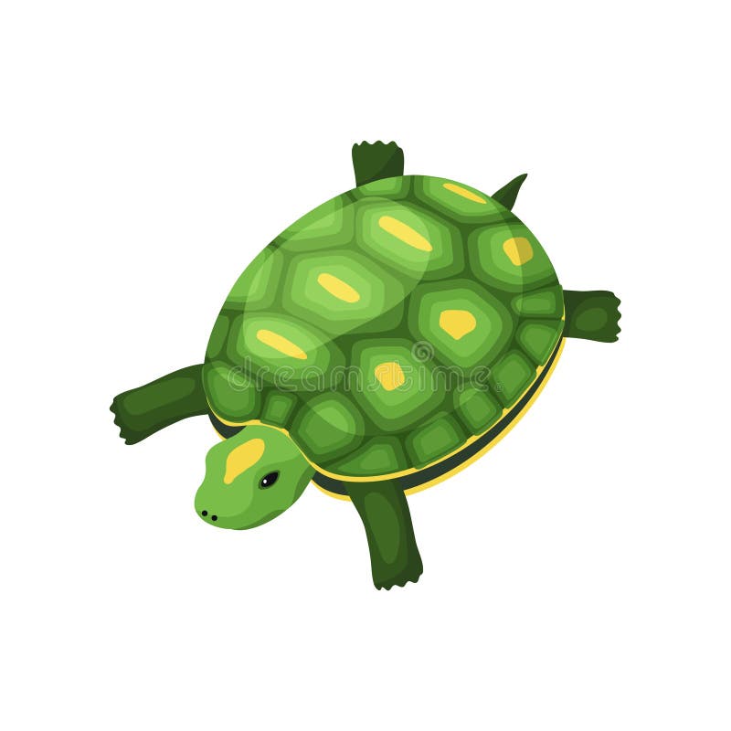 Turtle Life Cycle Composition Stock Vector - Illustration of young ...