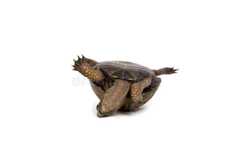 Turtle on Its Back on White Background Stock Photo - Image of turtle ...