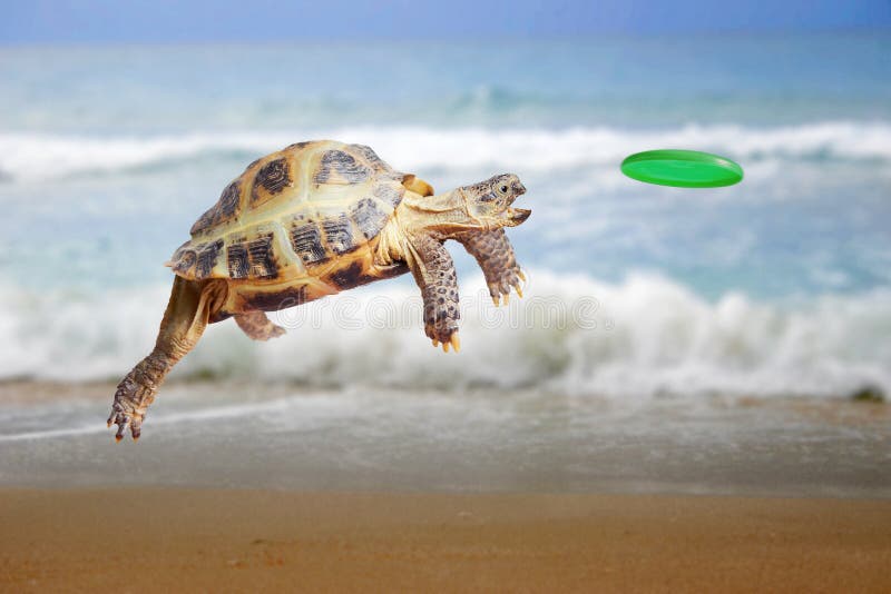 Turtle catches the frisbee stock image. Image of catch - 31708283