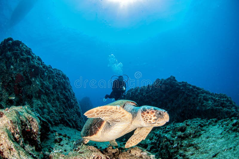 Turtle at Kas, Turkey stock image. Image of snorkeling - 227661471