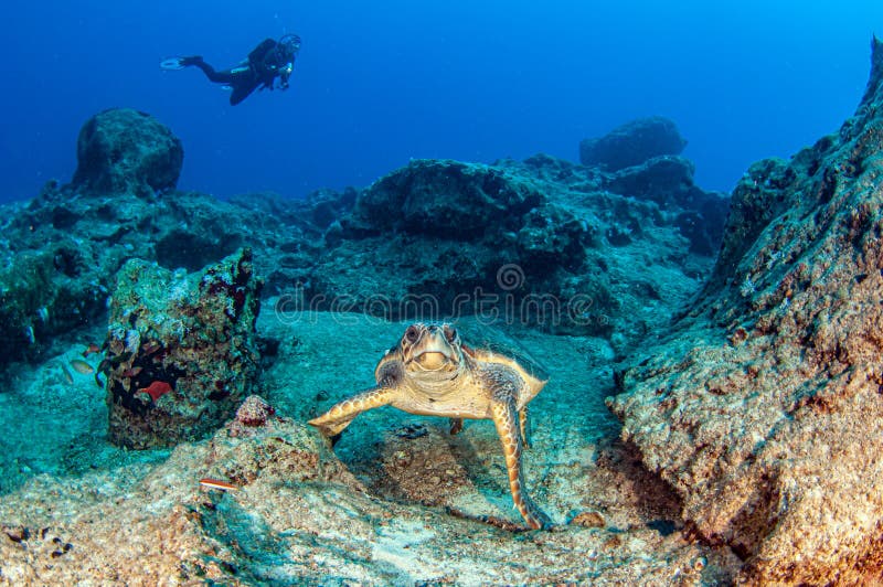 Turtle at Kas, Turkey stock photo. Image of diving, sunbeams - 227661754