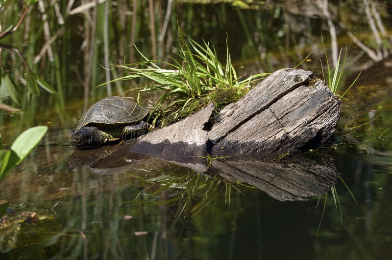 Turtle in lake stock photo. Image of shell, animal, reptilien - 16320022
