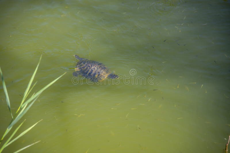 Turtle in the Lake in Kassandra in the Summer Stock Image - Image of ...