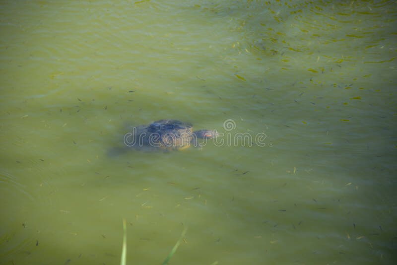 Turtle in the Lake in Kassandra in the Summer Stock Image - Image of mountains, halkidiki: 199286511