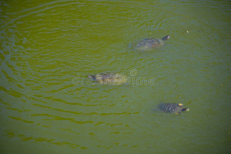 Turtle in the Lake in Kassandra in the Summer Stock Image - Image of ...