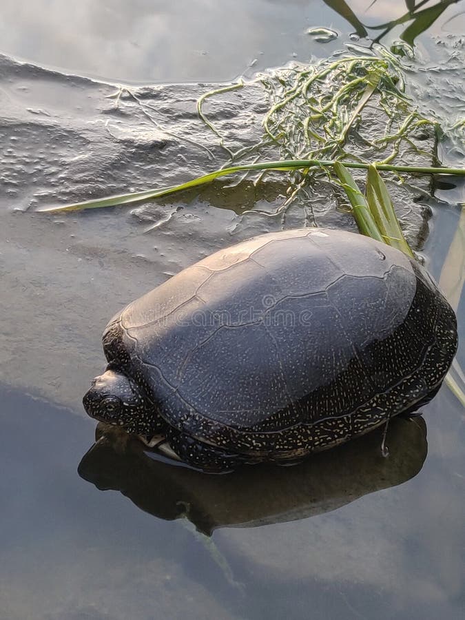 Turtle on the Lake stock photo. Image of plants, water - 40305328