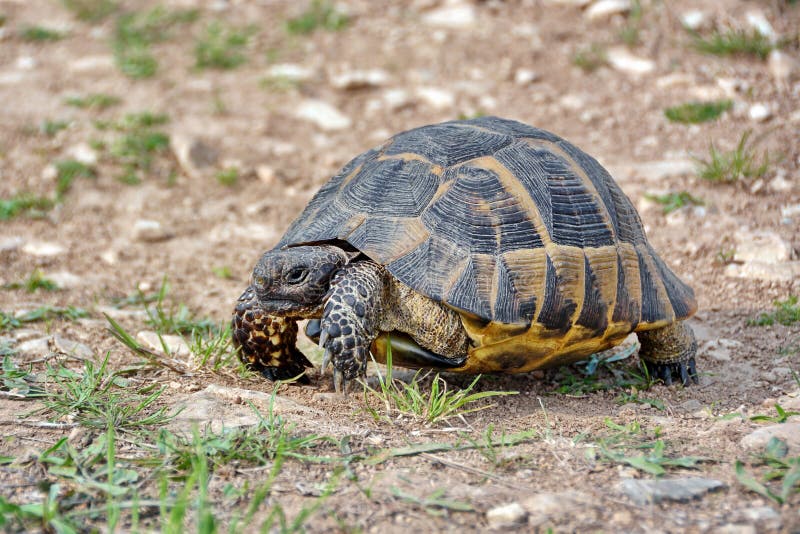 Turtle stock photo. Image of desert, animal, laziness - 148332832