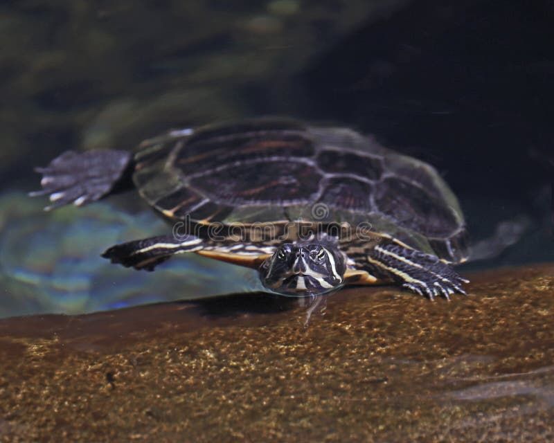 Turtle landing stock image. Image of rico, turtle, face - 57502945