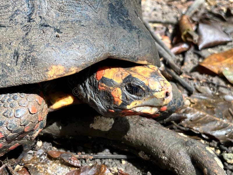 Turtle stock image. Image of turtle, orange, black, large - 265286707