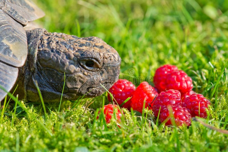 Turtle stock image. Image of animal, garden, raspberry - 11966897