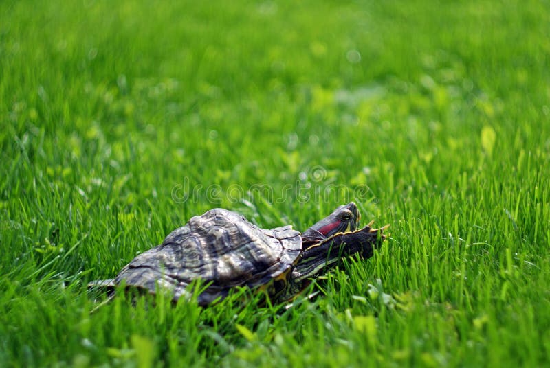 Turtle on the lawn stock photo. Image of shell, slider - 46366332