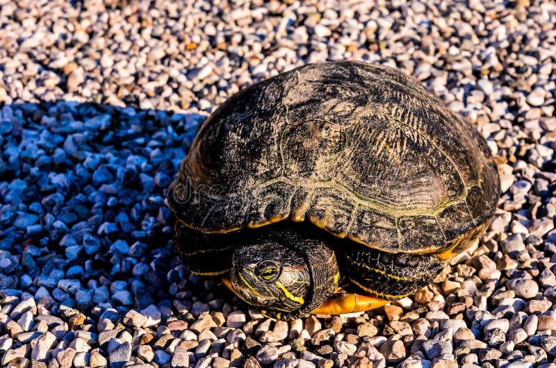 A Turtle is Laying on the Ground in Front of a Rock Stock Photo - Image ...