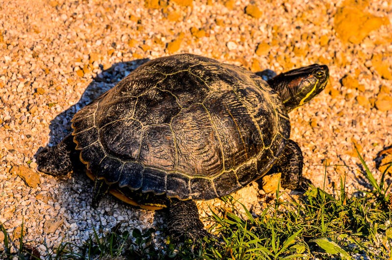 A Turtle is Laying on the Ground in the Grass Stock Photo - Image of ...