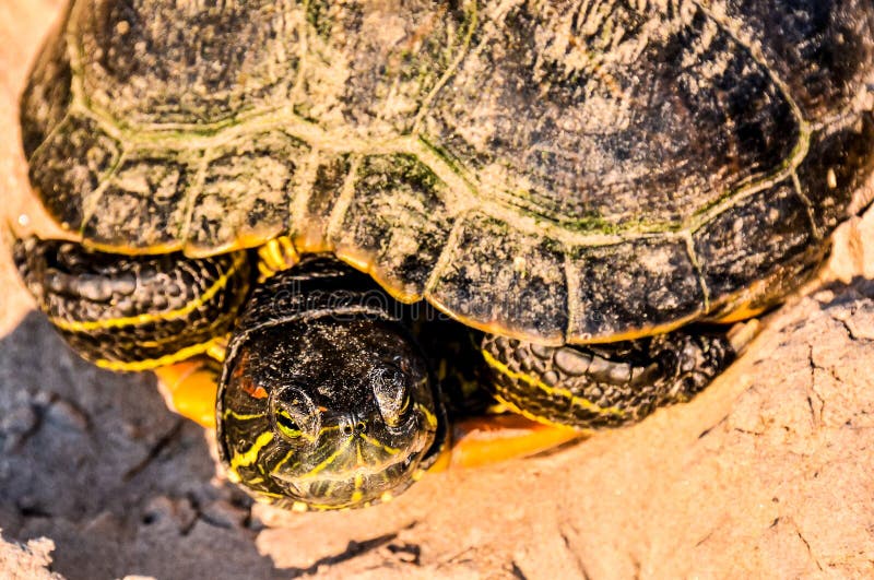 A Turtle is Laying on the Ground with Its Head Up Stock Image - Image ...