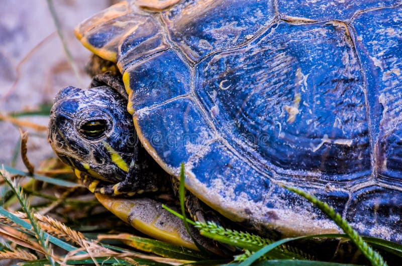 A Turtle is Laying on the Ground with Its Head Up Stock Photo - Image ...