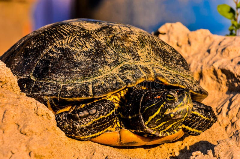 A Turtle is Laying on the Ground Stock Photo - Image of amphibian ...