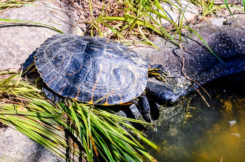 A Turtle is Laying in a Pond with Green Grass Stock Image - Image of ...
