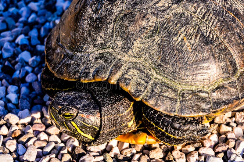 A Turtle is Laying on a Rocky Surface Stock Image - Image of park ...