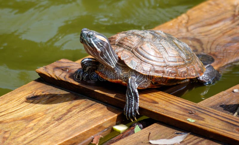 A Turtle is Laying on a Wooden Board in a Pond Stock Image - Image of ...