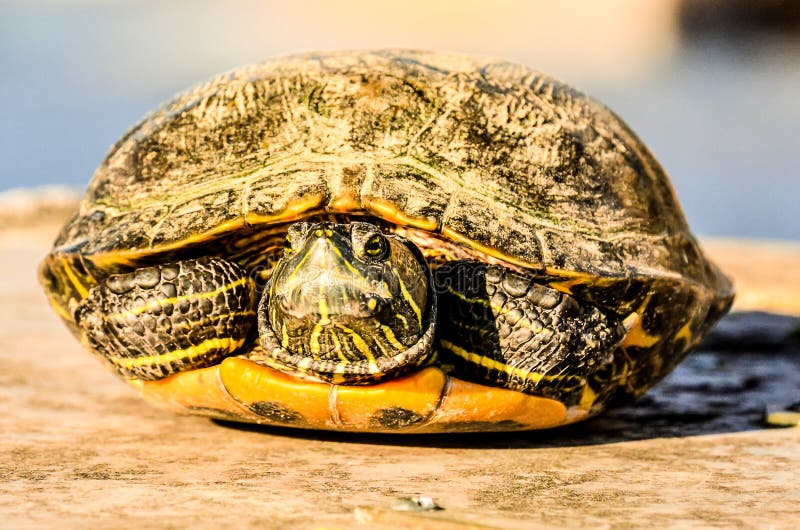 A Turtle is Laying on a Wooden Surface Stock Photo - Image of aquatic ...