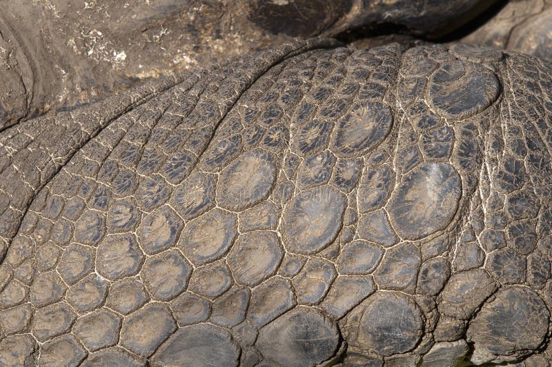 African turtle skin stock image. Image of wildlife, textured - 25706495