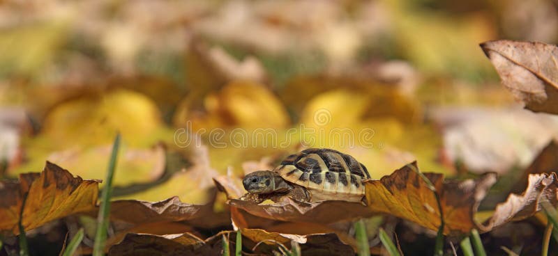 Turtle on leaves stock image. Image of green, life, small - 27636723