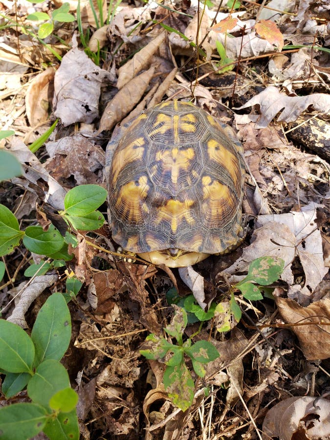Turtle in leaves stock photo. Image of forest, leaves - 129690902