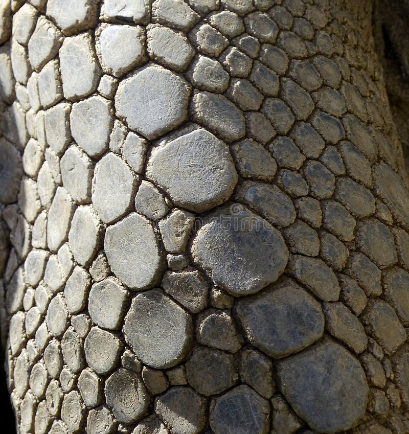 Sea Turtle Skin,scale, Texture. Abstract Background Stock Image - Image ...