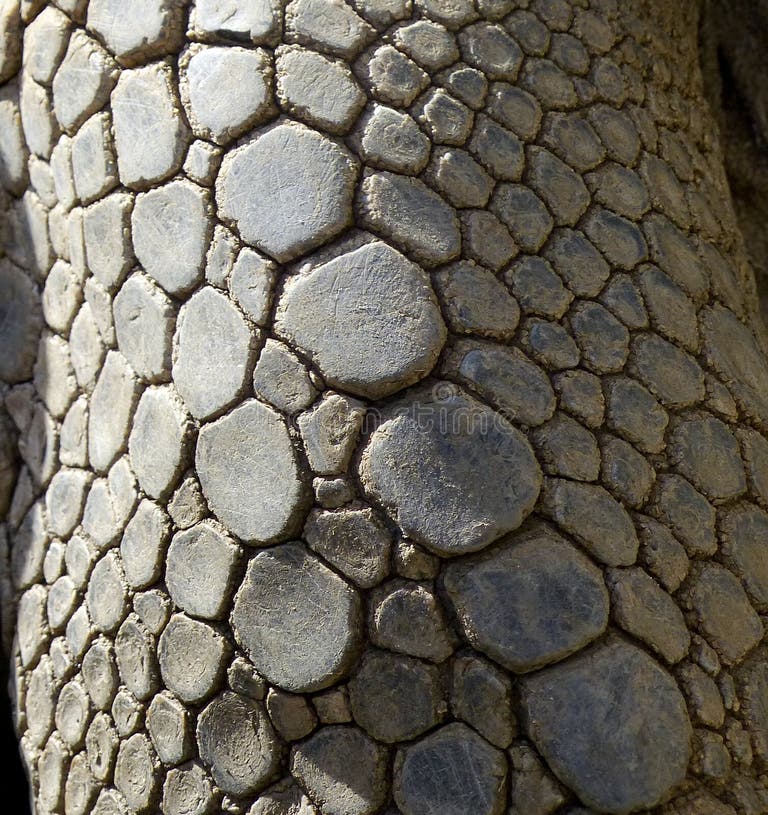 24,962 Leg Texture Stock Photos - Free & Royalty-Free Stock Photos from ...