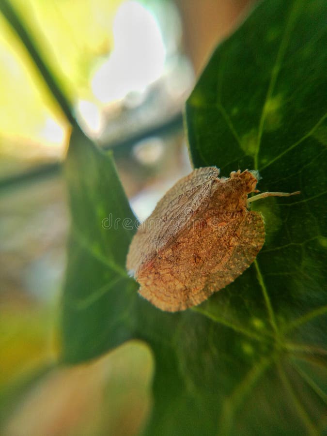 A turtle like bug stock photo. Image of like, turtle - 147442986