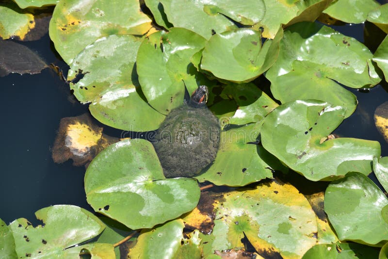 Turtle Lily Pads Juanita Bay Park Lake Washington Kirkland Washiington ...