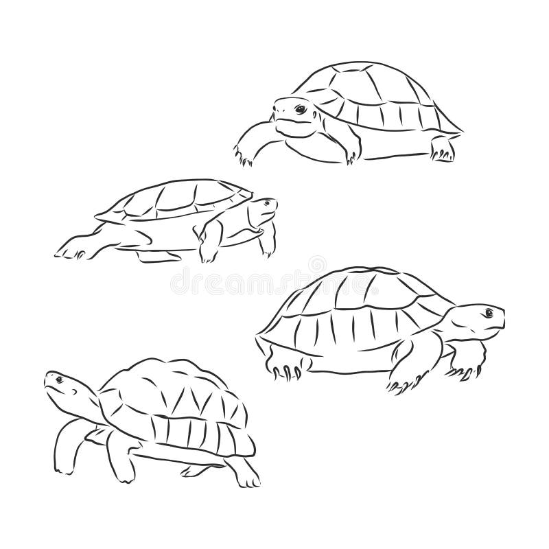 Turtle Line Art Coloring Book Illustration. Turtle Animal Vector Sketch ...
