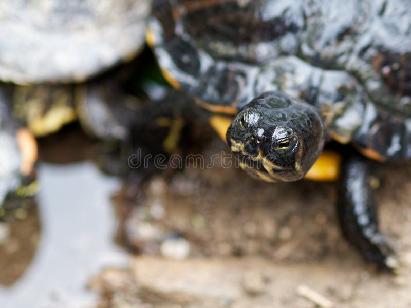 Turtle in a Little Lake in a Park Stock Image - Image of shell, basking ...