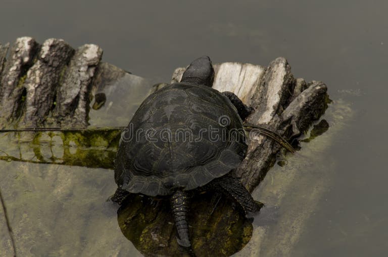 Little Mud Turtle Stock Photos - Free & Royalty-Free Stock Photos from ...