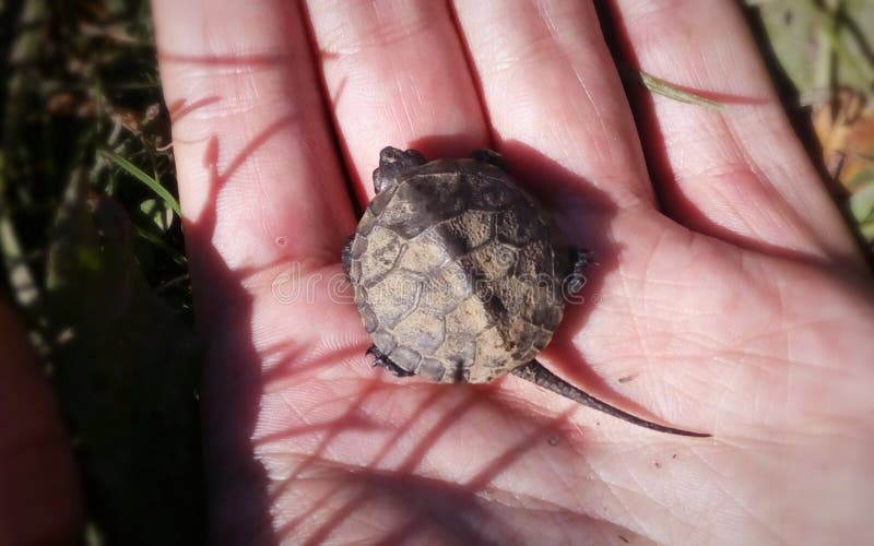 Turtle stock image. Image of turtle, little, small, animal - 91677393