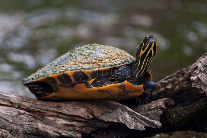 Turtle on a log stock photo. Image of field, walking - 12315930