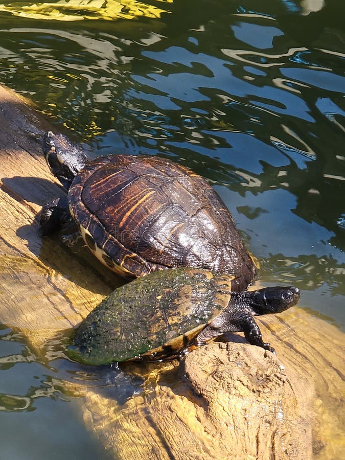 Turtle on log 2 stock photo. Image of fish, reptile - 243204770