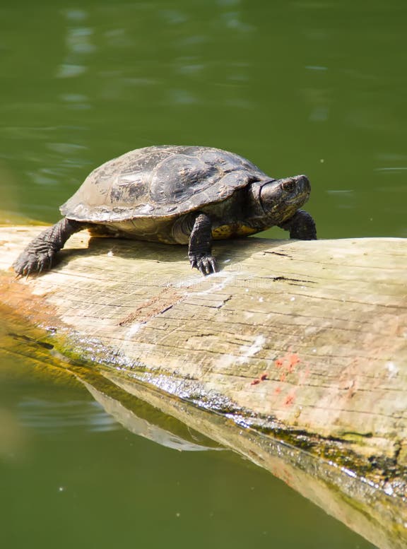 Turtle on a Log stock image. Image of deep, turtle, green - 28736281