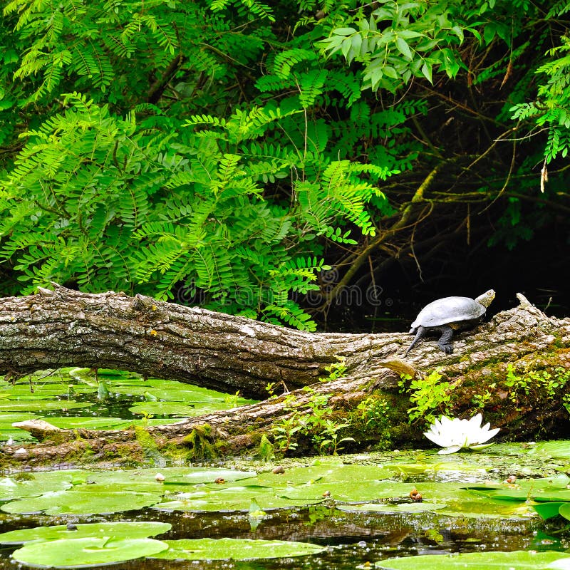 Turtle on a log stock photo. Image of nature, sunbathing - 63572276