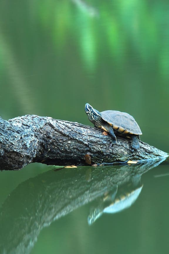 A turtle on a log stock image. Image of reptiles, tortoise - 30946023