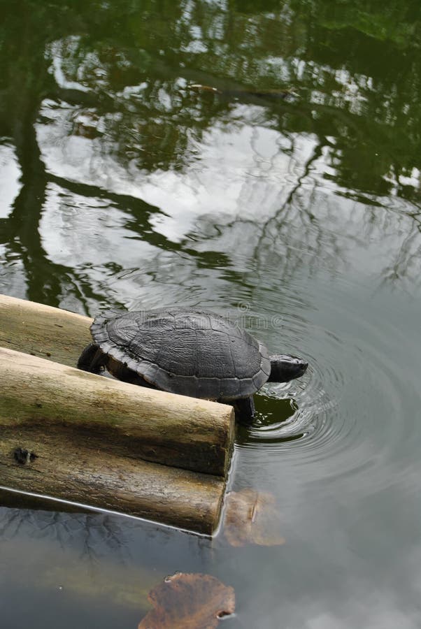 Turtle on a log stock photo. Image of shell, turtle, moving - 88058384