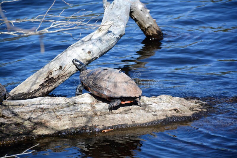 Turtle on a Log at the Riverbank. Stock Image - Image of water, reptile ...