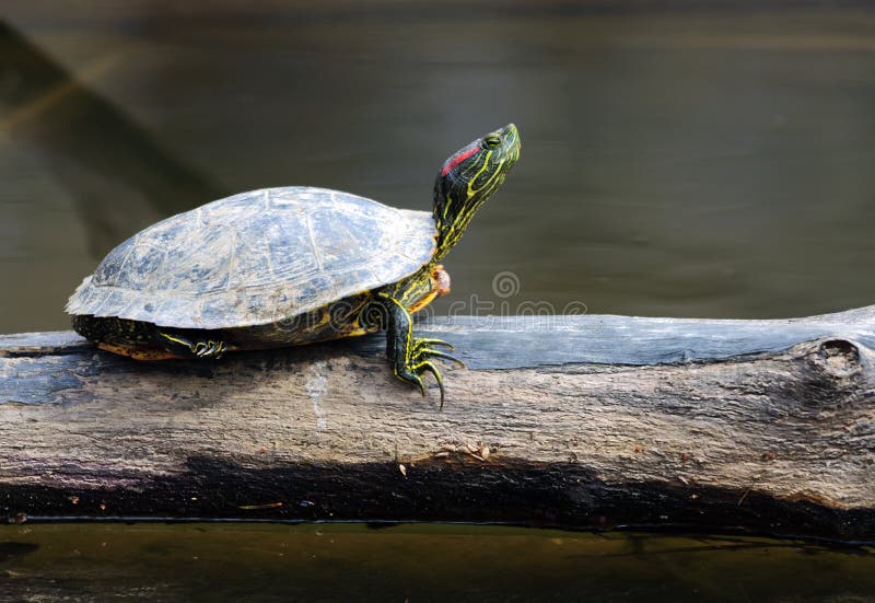 Turtle on a log stock photo. Image of turtle, redeared - 68590882