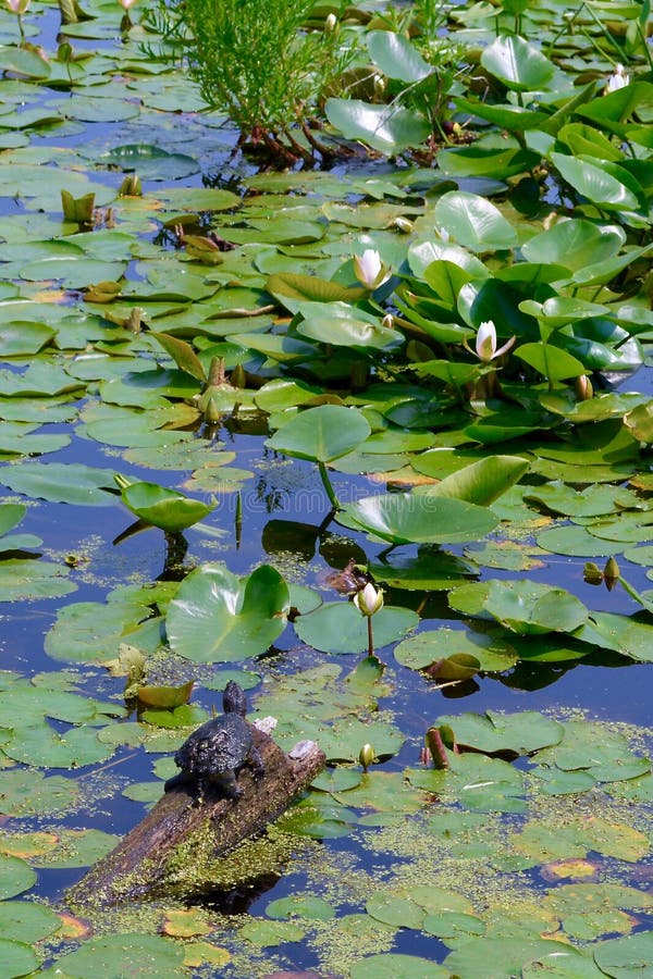 Snapping Turtle Sunning Himself on a Log in a Pond Surrounded by Water ...