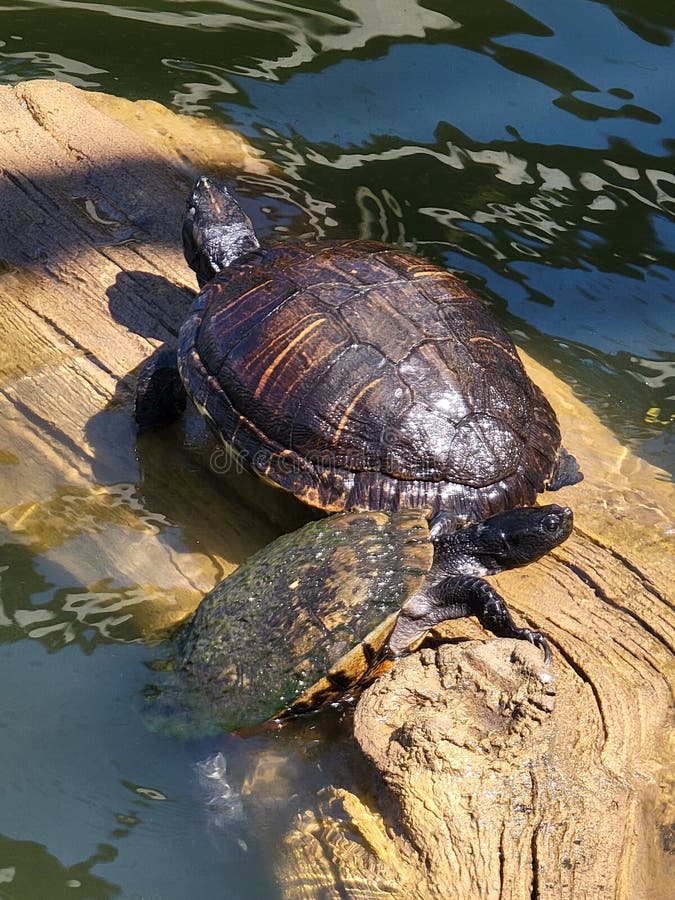 Turtle on log 1 stock photo. Image of wildlife, fish - 243204774