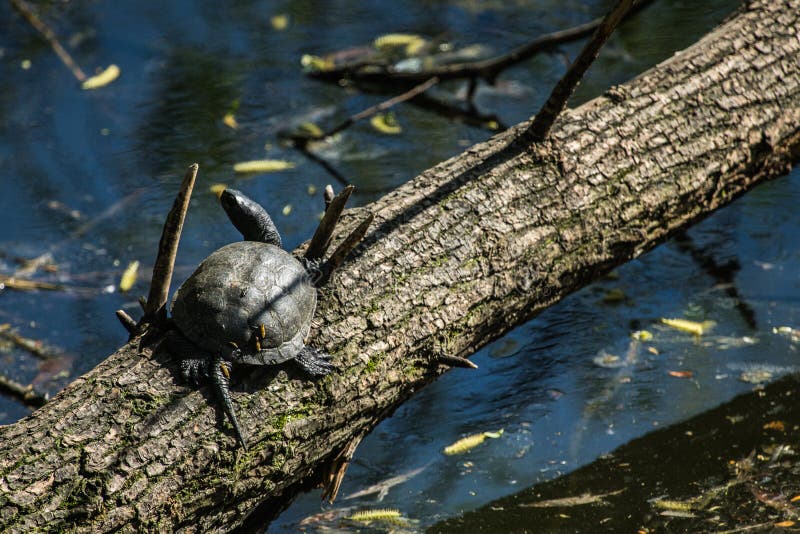 Turtle on a log stock image. Image of rest, emydidae - 140207351