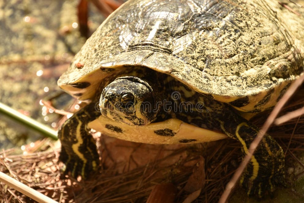 Turtle looking at camera stock image. Image of full, reptile - 90565907