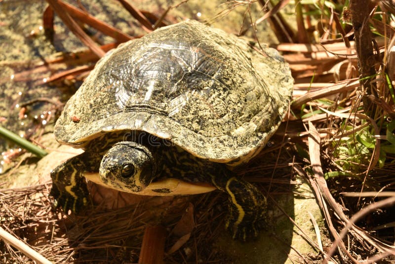 Turtle looking at camera stock photo. Image of tortoise - 90566056