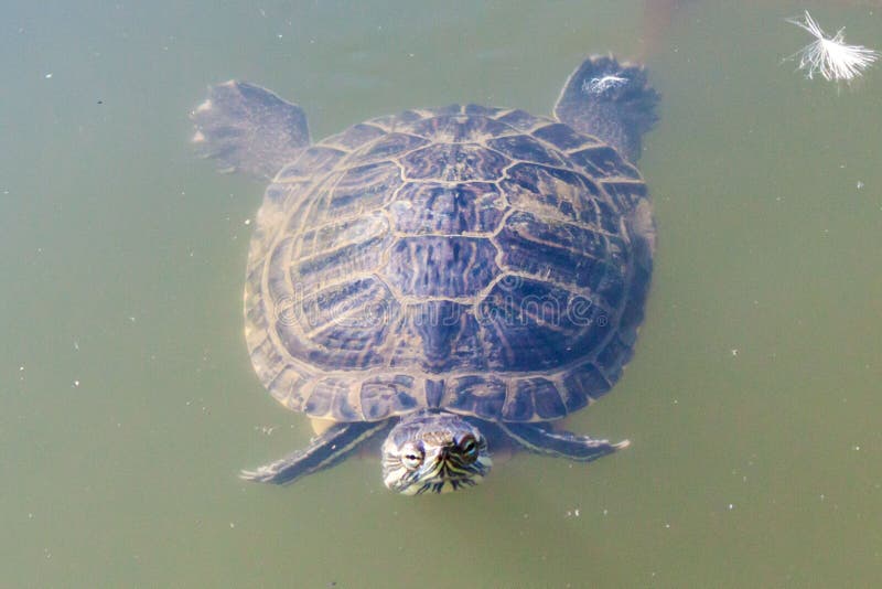 Turtle Looking Camera Stock Images - Download 551 Royalty Free Photos