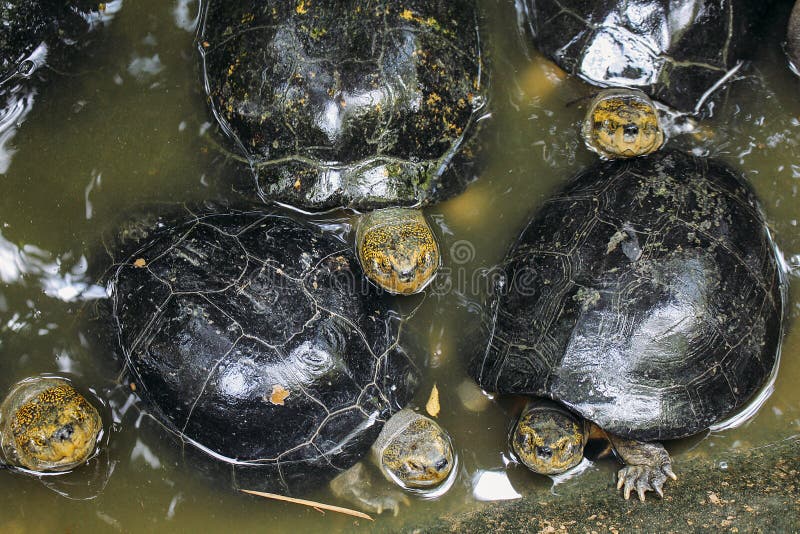 Turtle looking stock photo. Image of background, large - 92115306